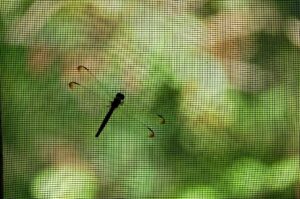 Forget The Bug Spray! Install A Screened In Porch! - Freedom Fence and Home